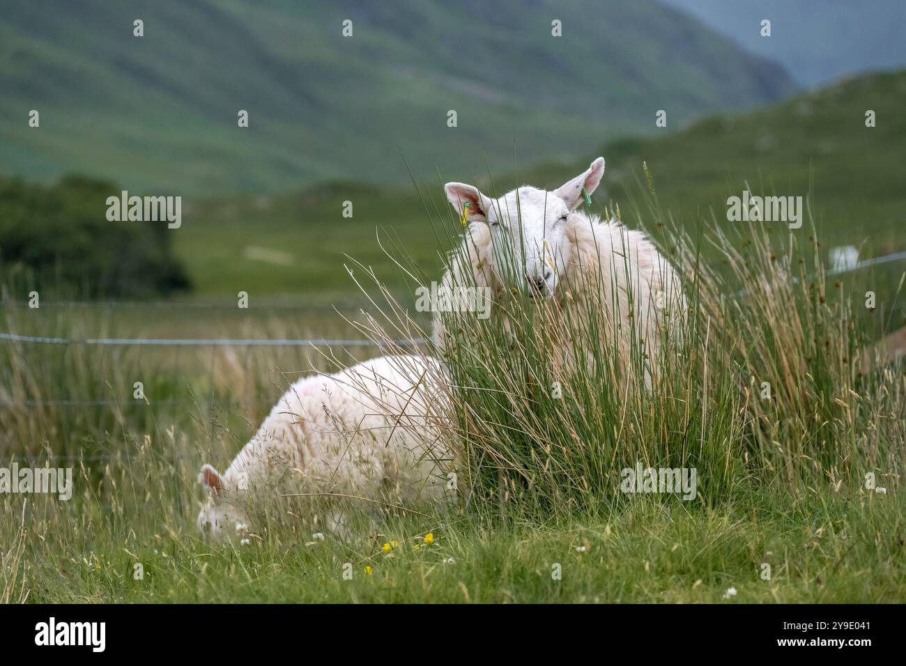 Characteristics sheeps hi-res stock photography and images - Alamy