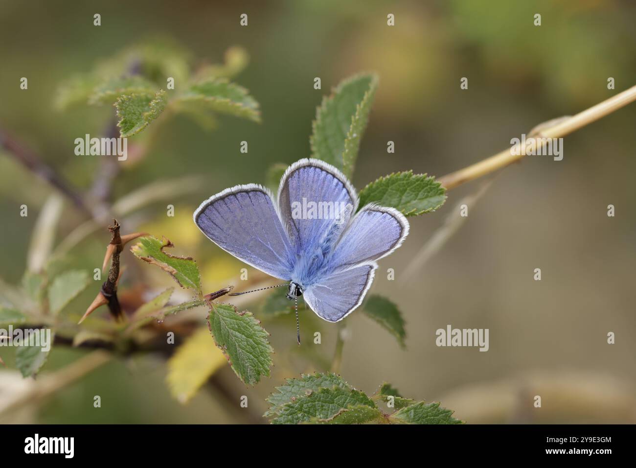 Common Blue Butterfly Stock Photo - Alamy