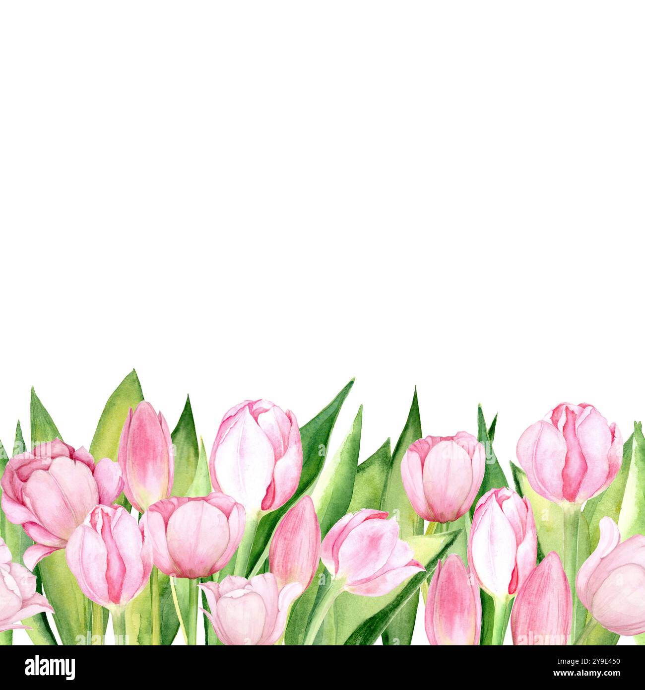 Seamless border of tulips on a white background. Watercolor ...