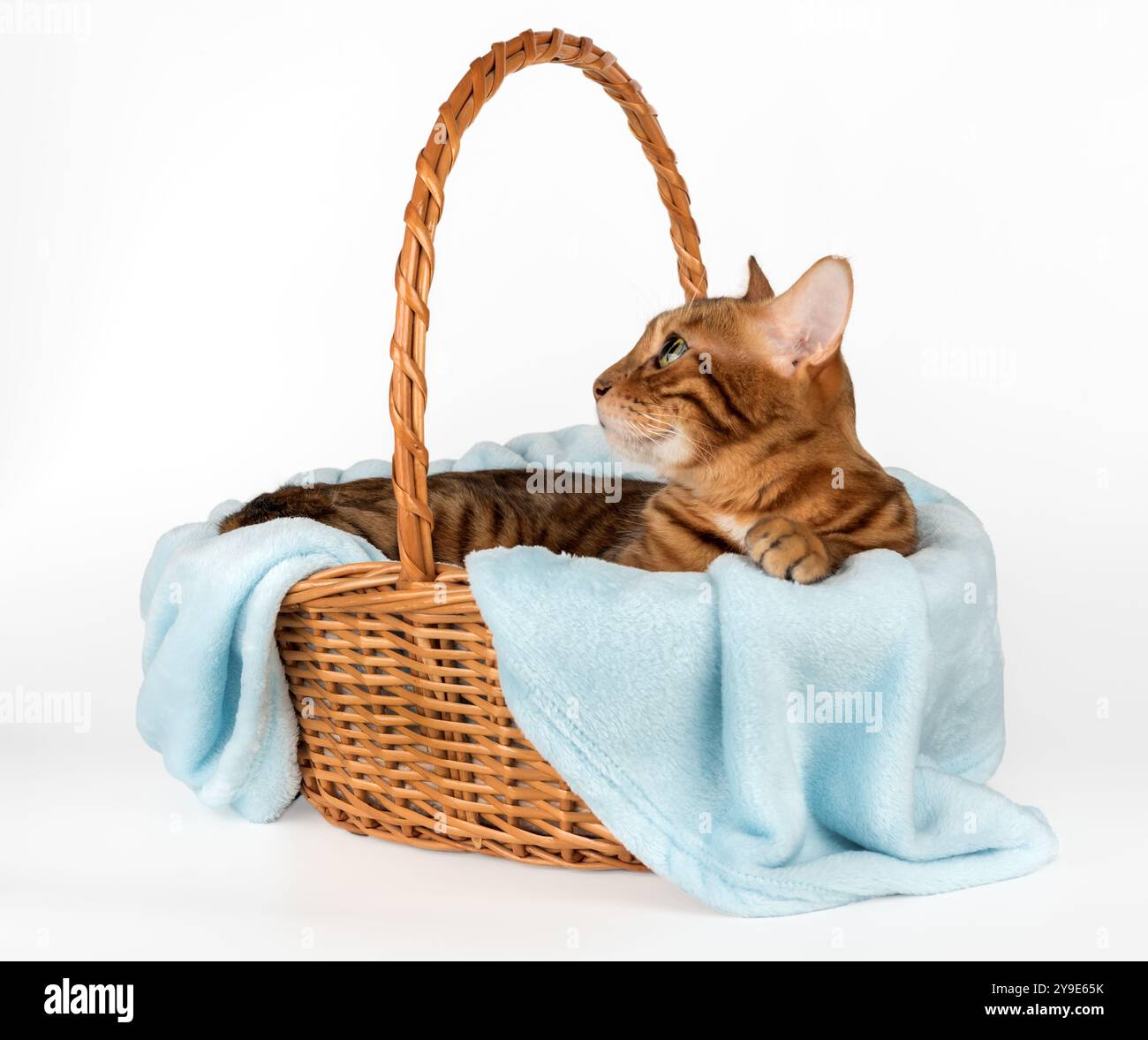Domestic cat in basket isolated. Bengal cat sitting in wicker basket ...