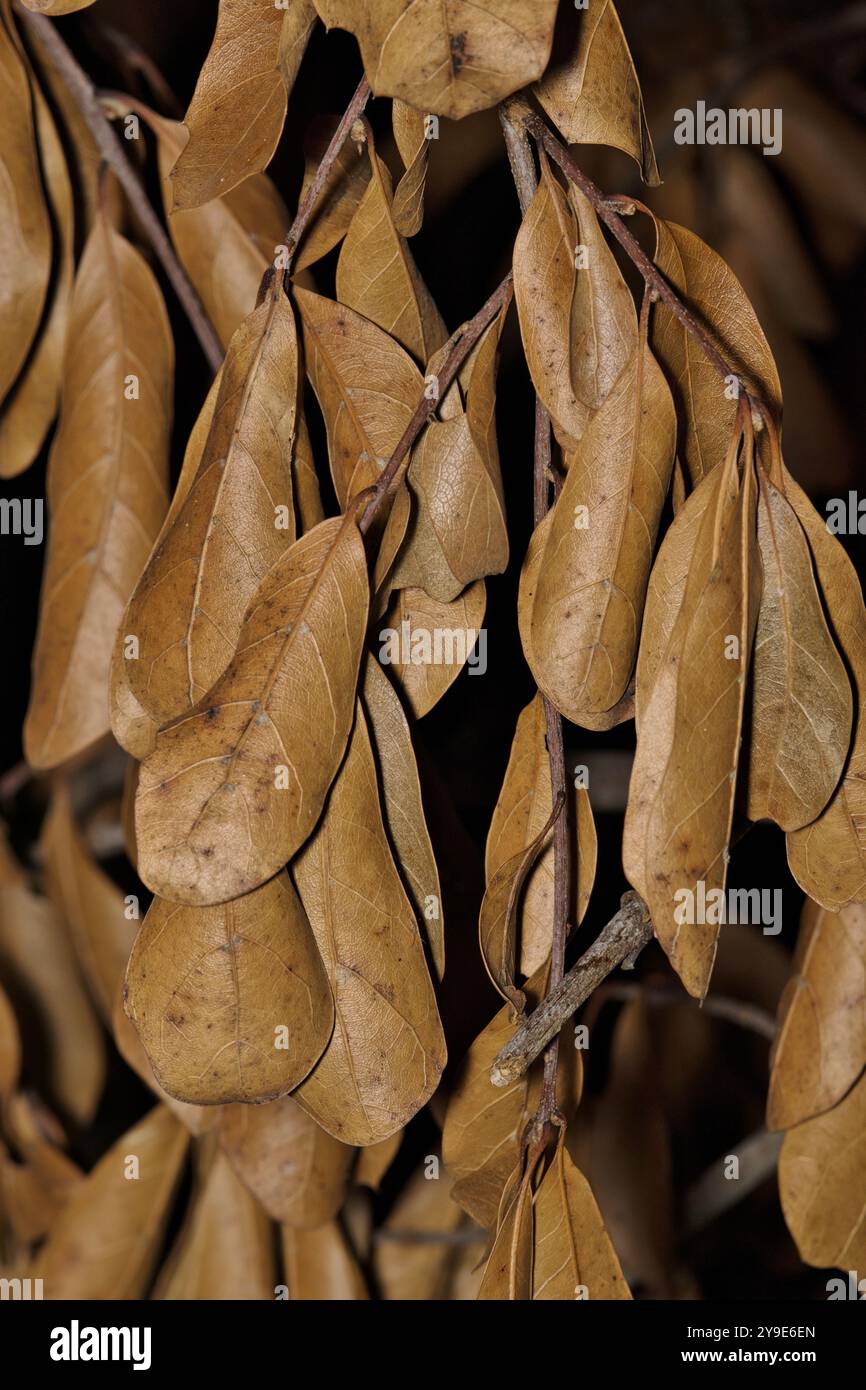 Dead oak tree leaves hanging on a twig fall concept dried leaf foliage ...