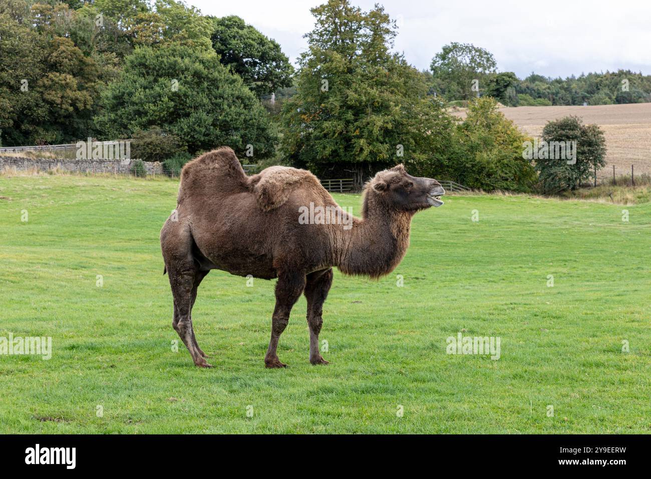 Bactrian Camel, Camelus Bactrianus, Bactrian camels, camels, two hump ...