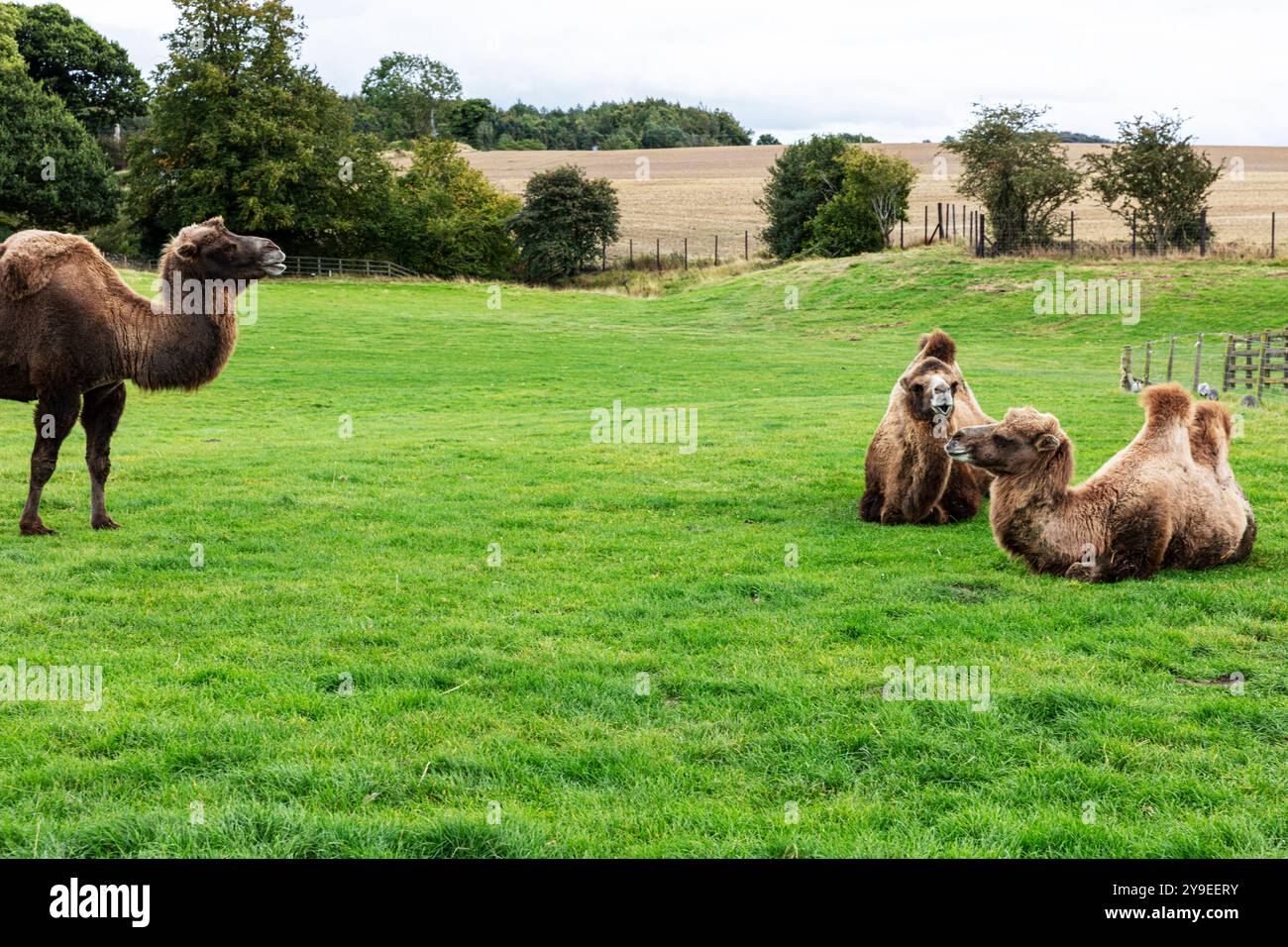 Bactrian Camel, Camelus Bactrianus, Bactrian camels, camels, two hump ...