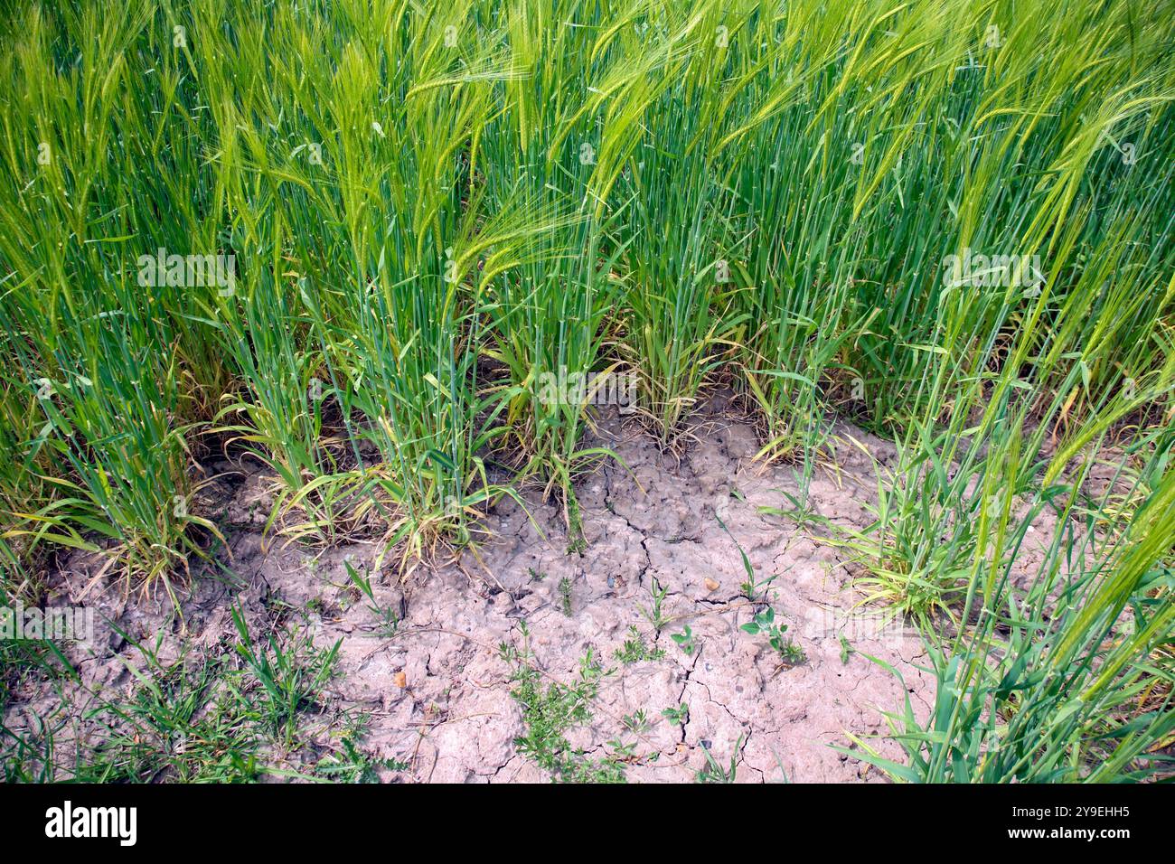 Weather for crops hi-res stock photography and images - Alamy