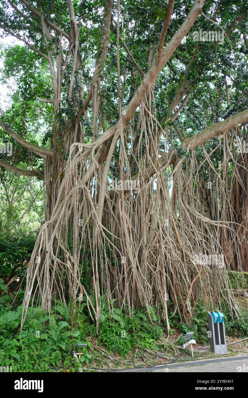 Big green banyan tree with aerial roots in klcc park in Kuala Lumpur ...