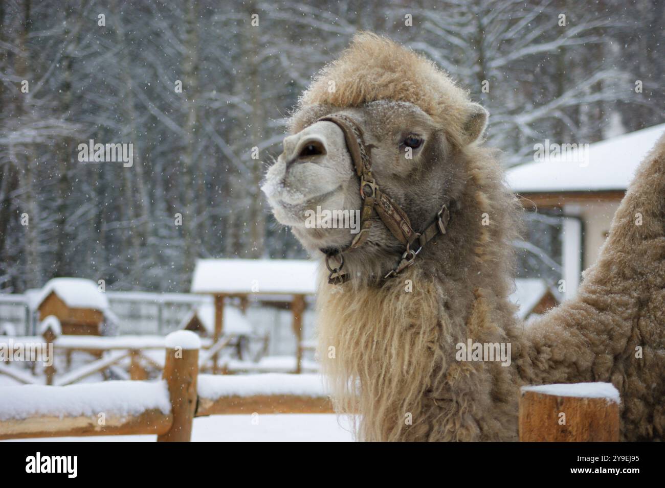 Camel snow hi-res stock photography and images - Alamy