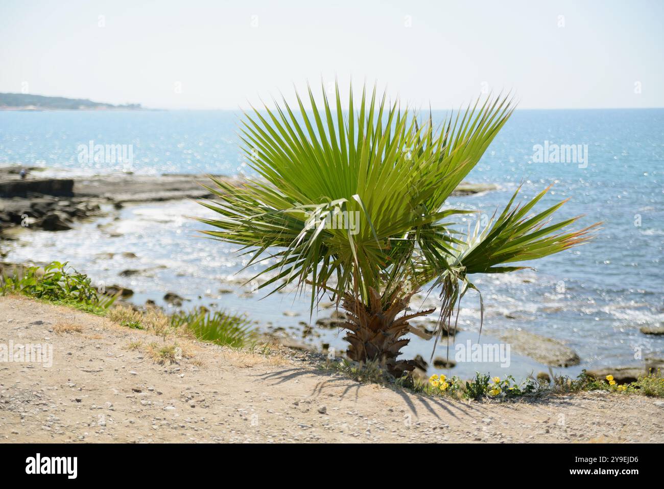 Small palm plant on beach hi-res stock photography and images - Alamy