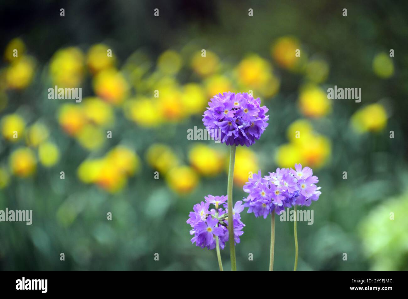 Bunch of Lilac/Blue Primula Denticulata 'Drumstick Primula' (Blue ...