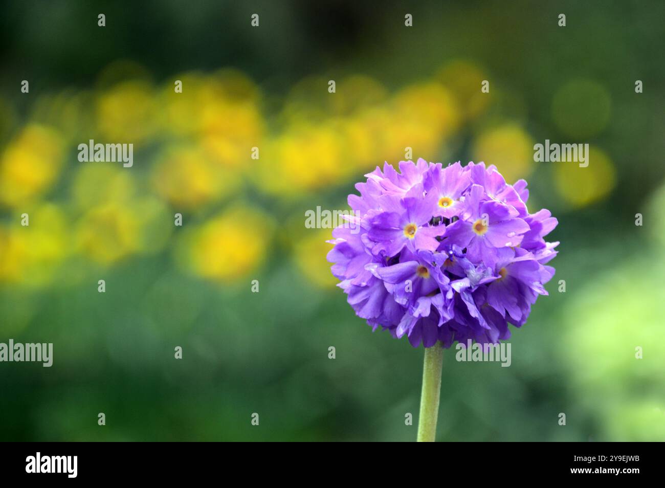 Single Lilac/Blue Primula Denticulata 'Drumstick Primula' (Blue ...