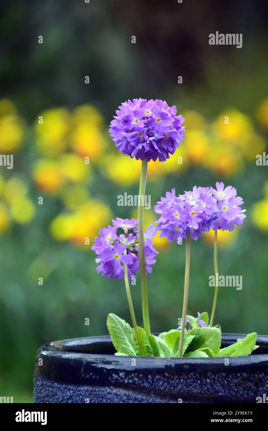 Bunch of Lilac/Blue Primula Denticulata 'Drumstick Primula' (Blue ...