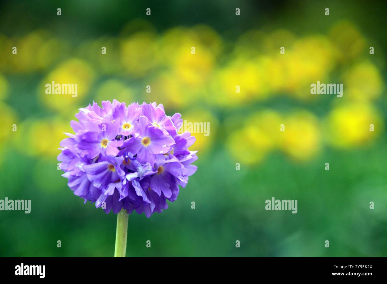 Single Lilac/Blue Primula Denticulata 'Drumstick Primula' (Blue ...