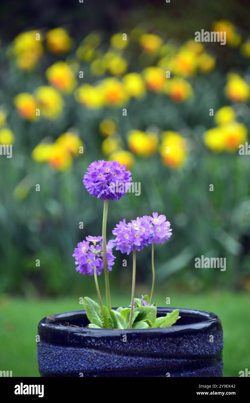 Bunch of Lilac/Blue Primula Denticulata 'Drumstick Primula' (Blue ...