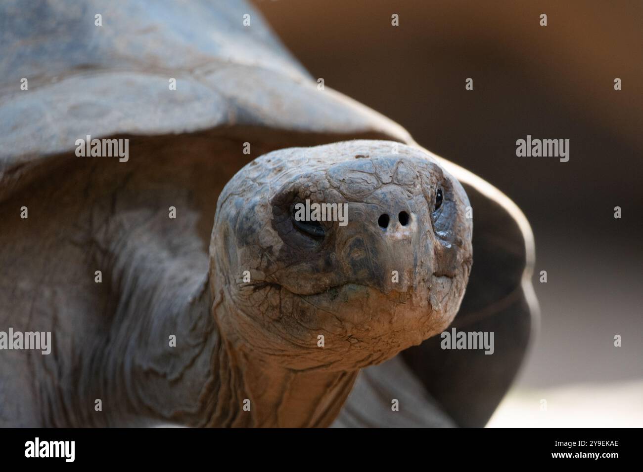 cara a cara con galápago Stock Photo - Alamy