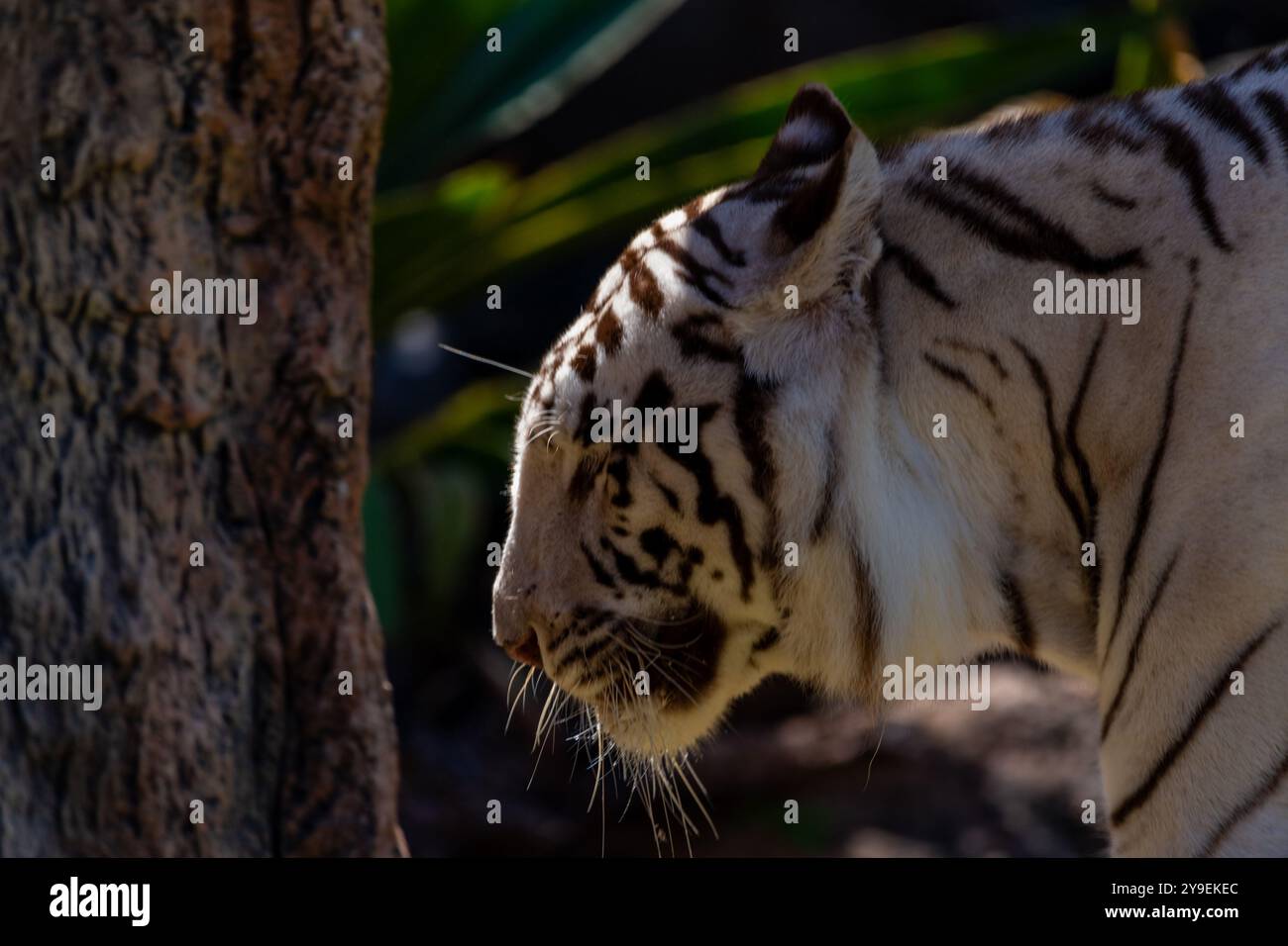 Tigre blanco hi-res stock photography and images - Alamy