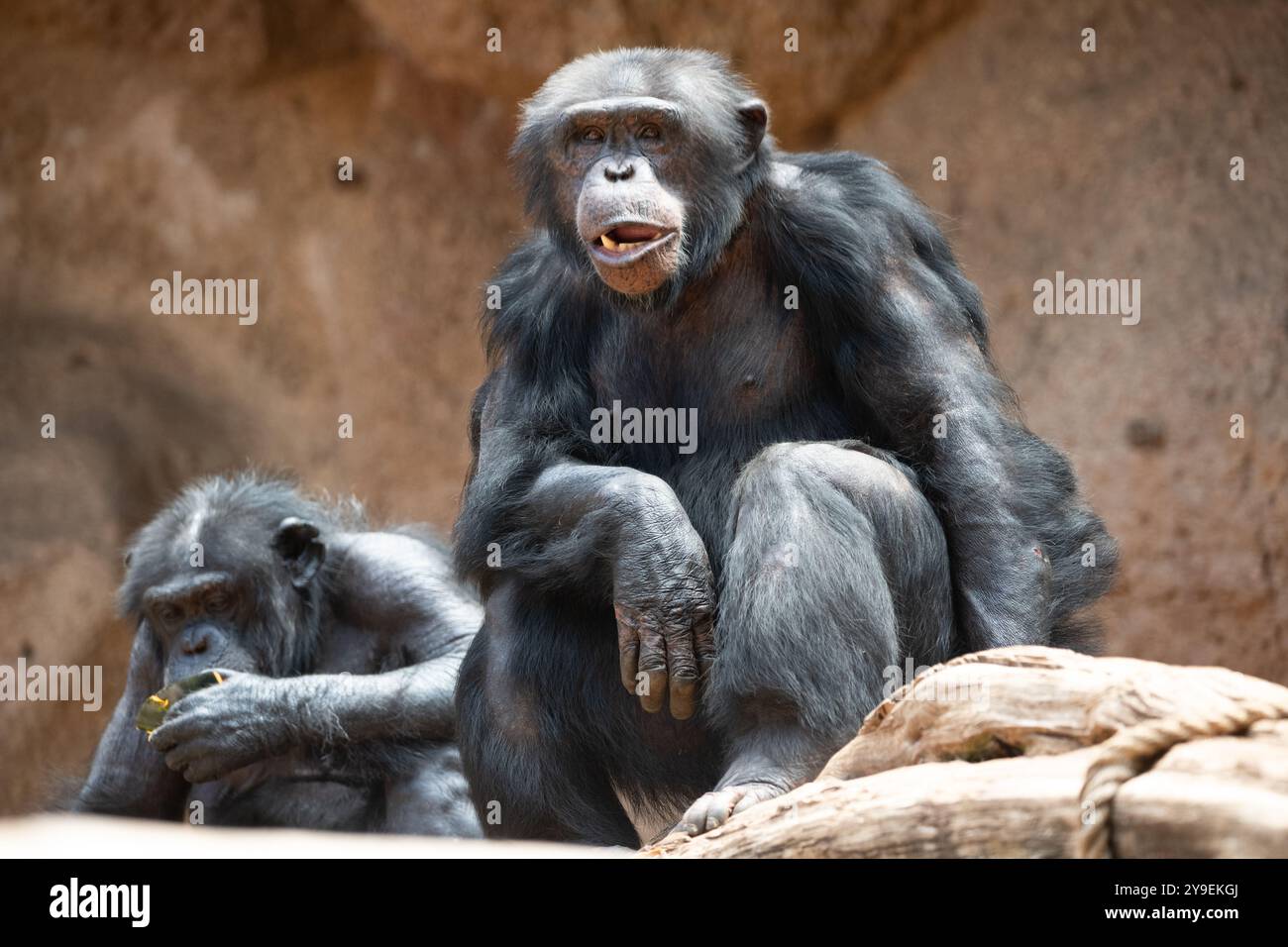 Mono humano hi-res stock photography and images - Alamy
