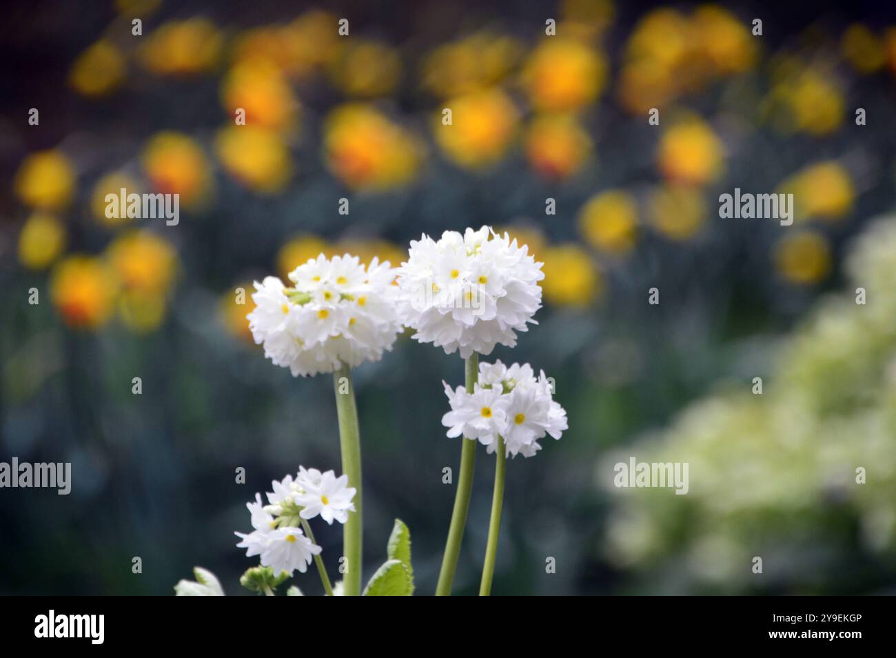 Bunch of White Primula Denticulata 'Drumstick Primula' (Corolla White ...
