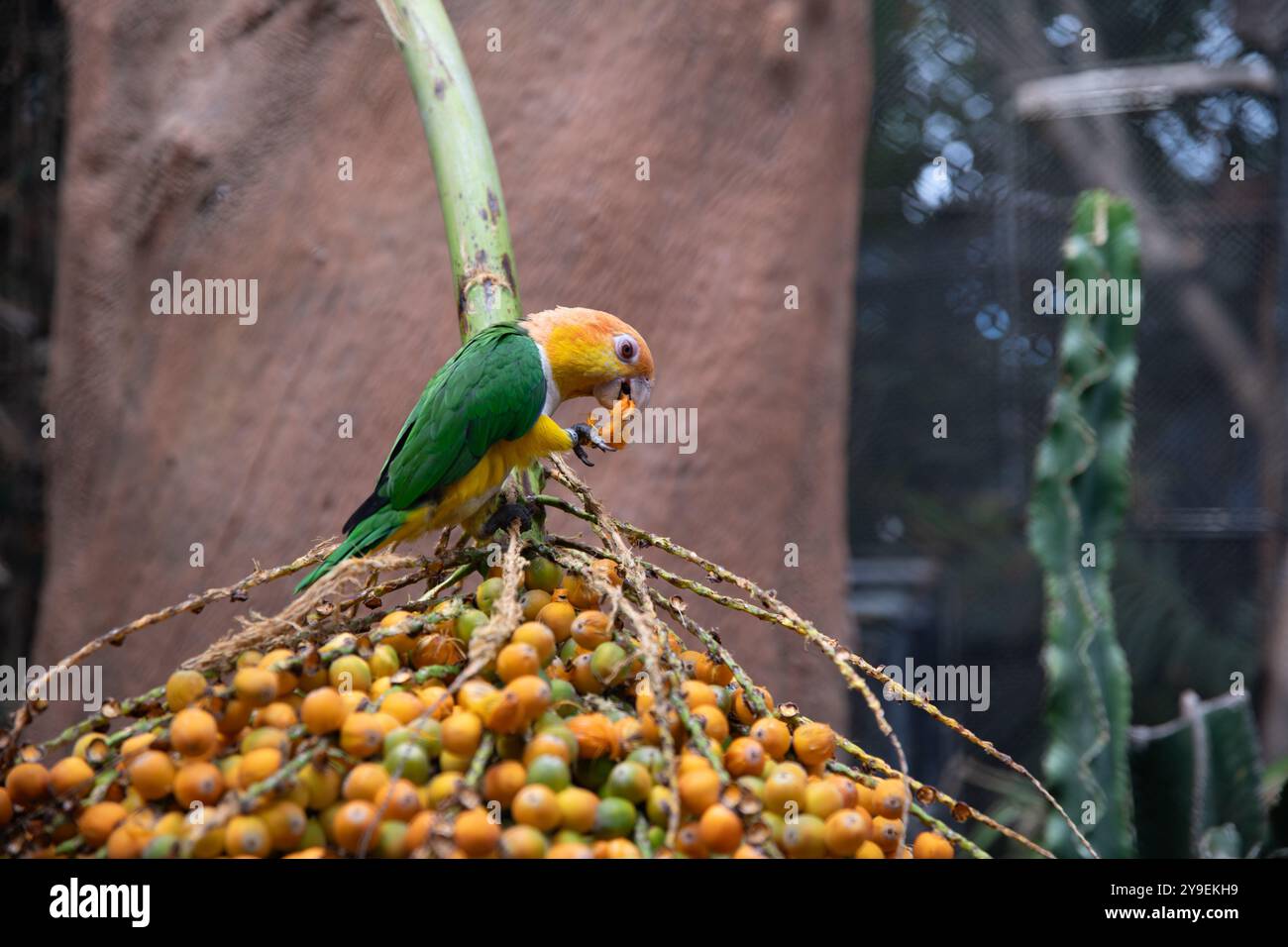 Caique de cabeza naranja Stock Photo - Alamy