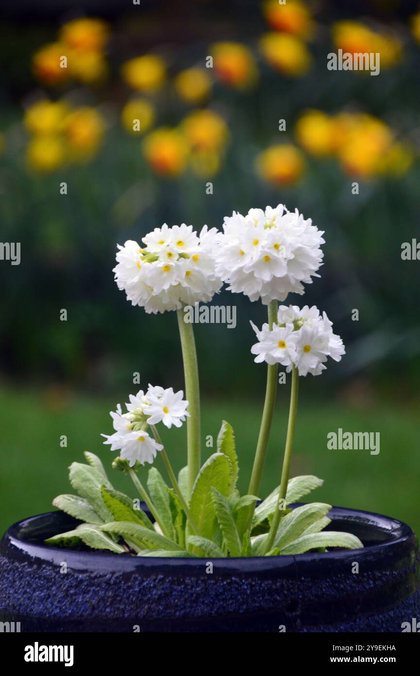 Bunch of White Primula Denticulata 'Drumstick Primula' (Corolla White ...