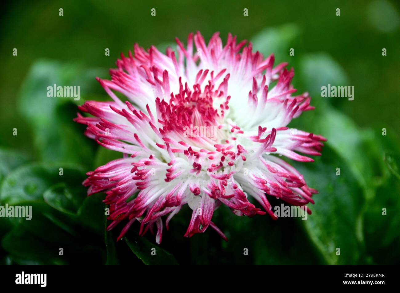 Single Red & White Bellis Perennis ‘Habanera Rose’ Flower on Display in ...