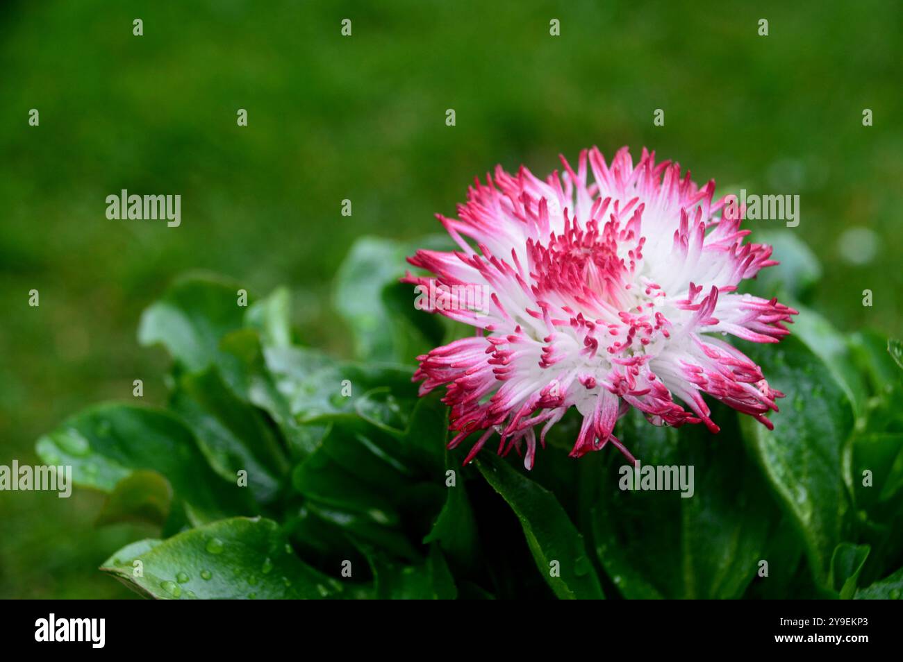 Single Red & White Bellis Perennis ‘Habanera Rose’ Flower on Display in ...