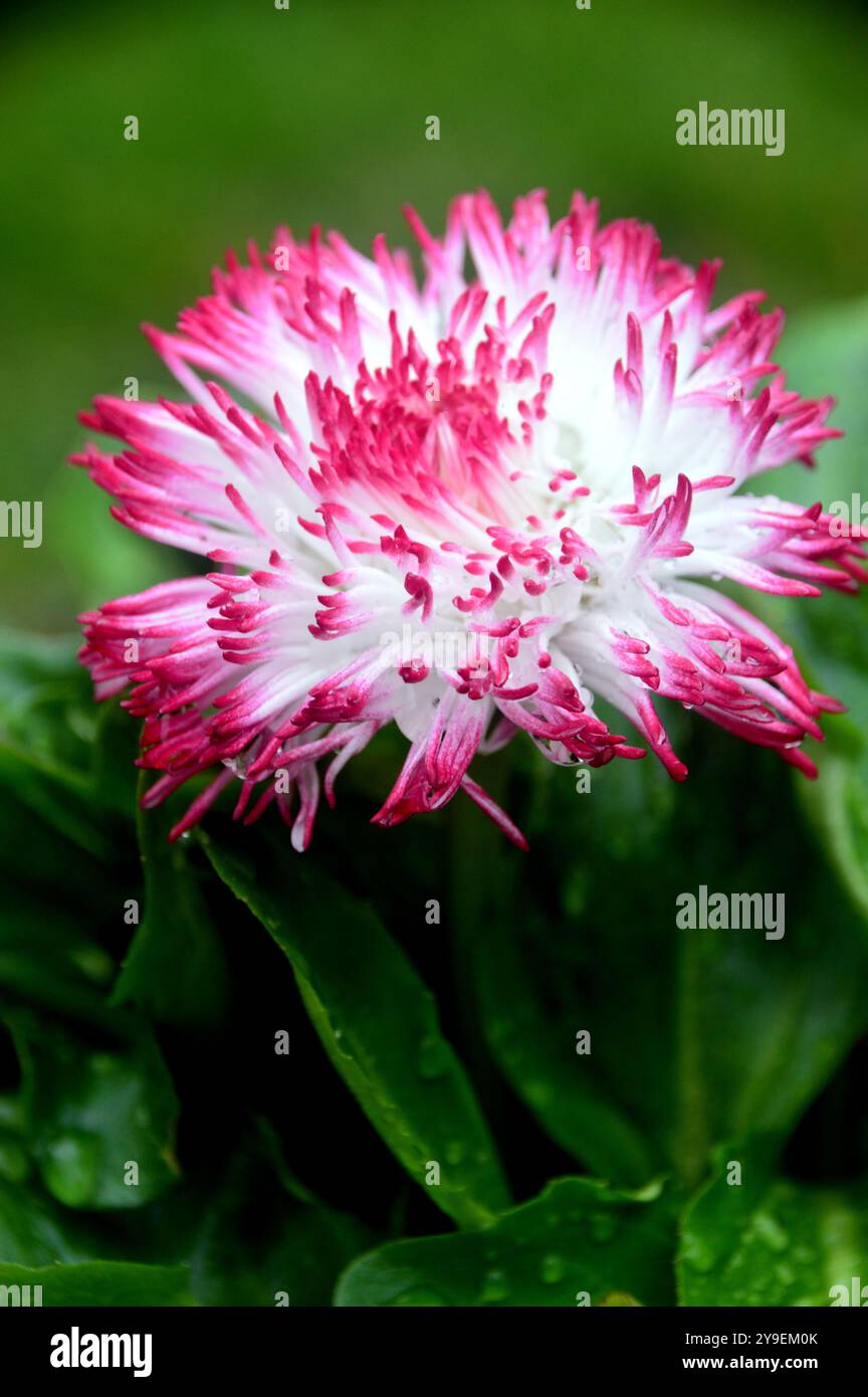 Single Red & White Bellis Perennis ‘Habanera Rose’ Flower on Display in ...