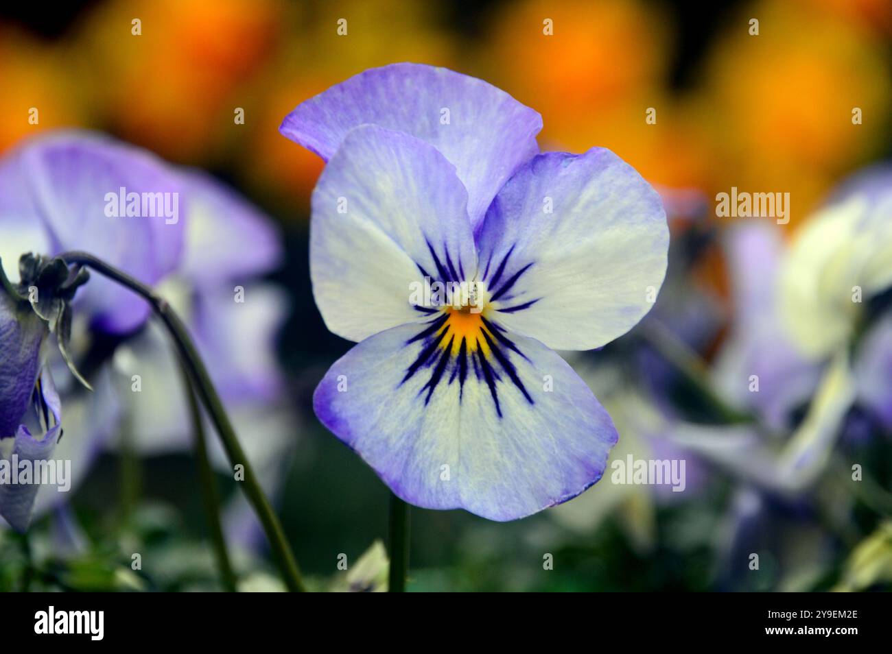 Mauve/Lilac Viola Cornuta Penny 'Rocky Purple Picotee' Pansy Flower on ...