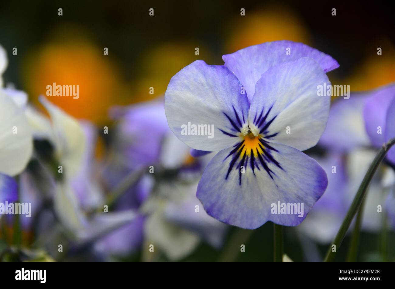 Mauve/Lilac Viola Cornuta Penny 'Rocky Purple Picotee' Pansy Flower on ...