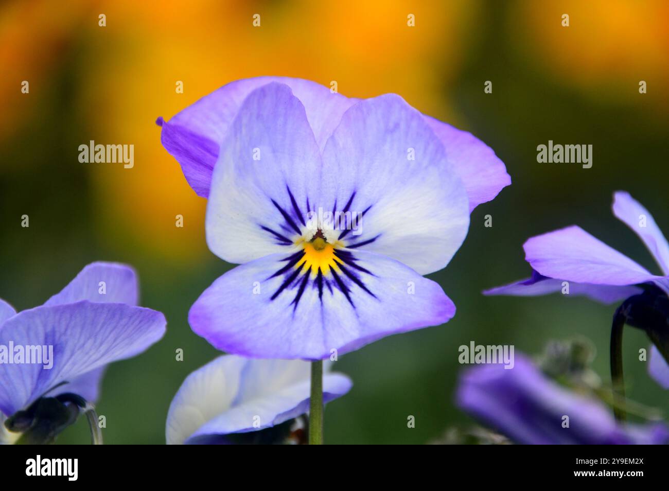 Mauve/Lilac Viola Cornuta Penny 'Rocky Purple Picotee' Pansy Flower on ...