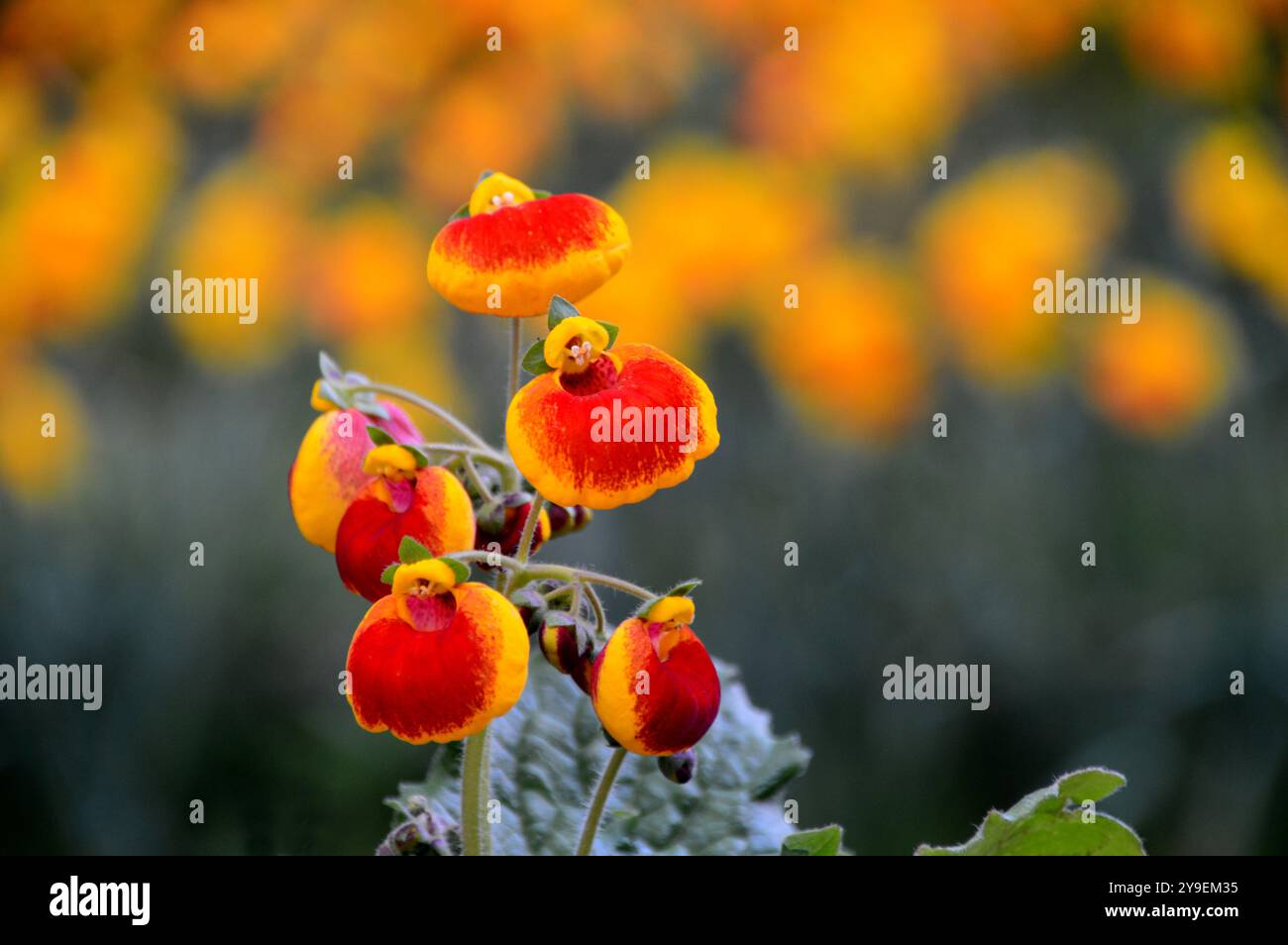 Calceolaria calynopsis hi-res stock photography and images - Alamy