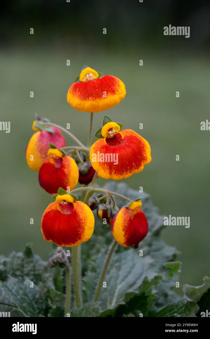 Yellow & Red Calceolaria Calynopsis 'Slipper Flowers' Display in an ...