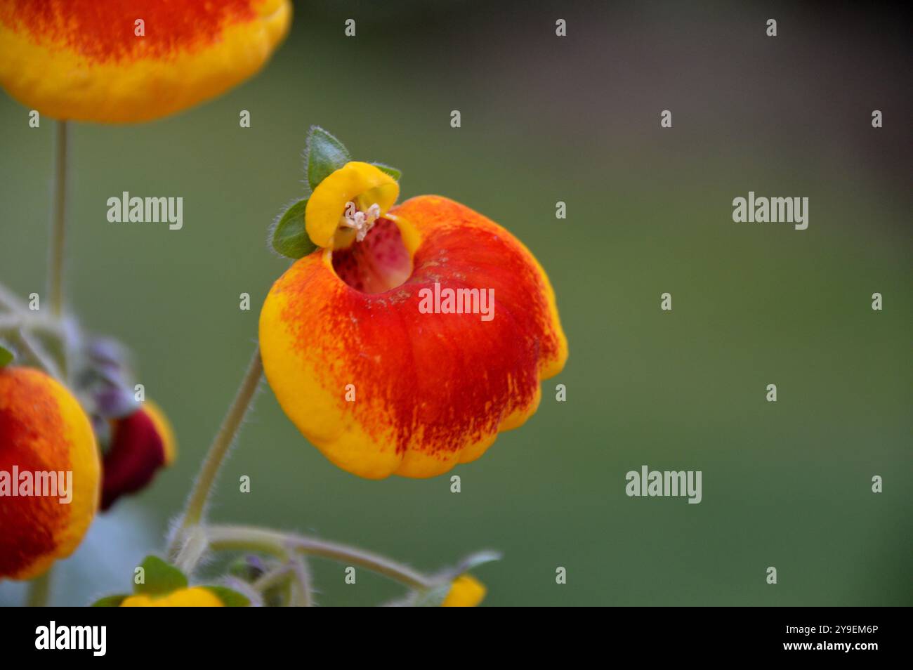 Single Yellow & Red Calceolaria Calynopsis 'Slipper Flower' on Display ...