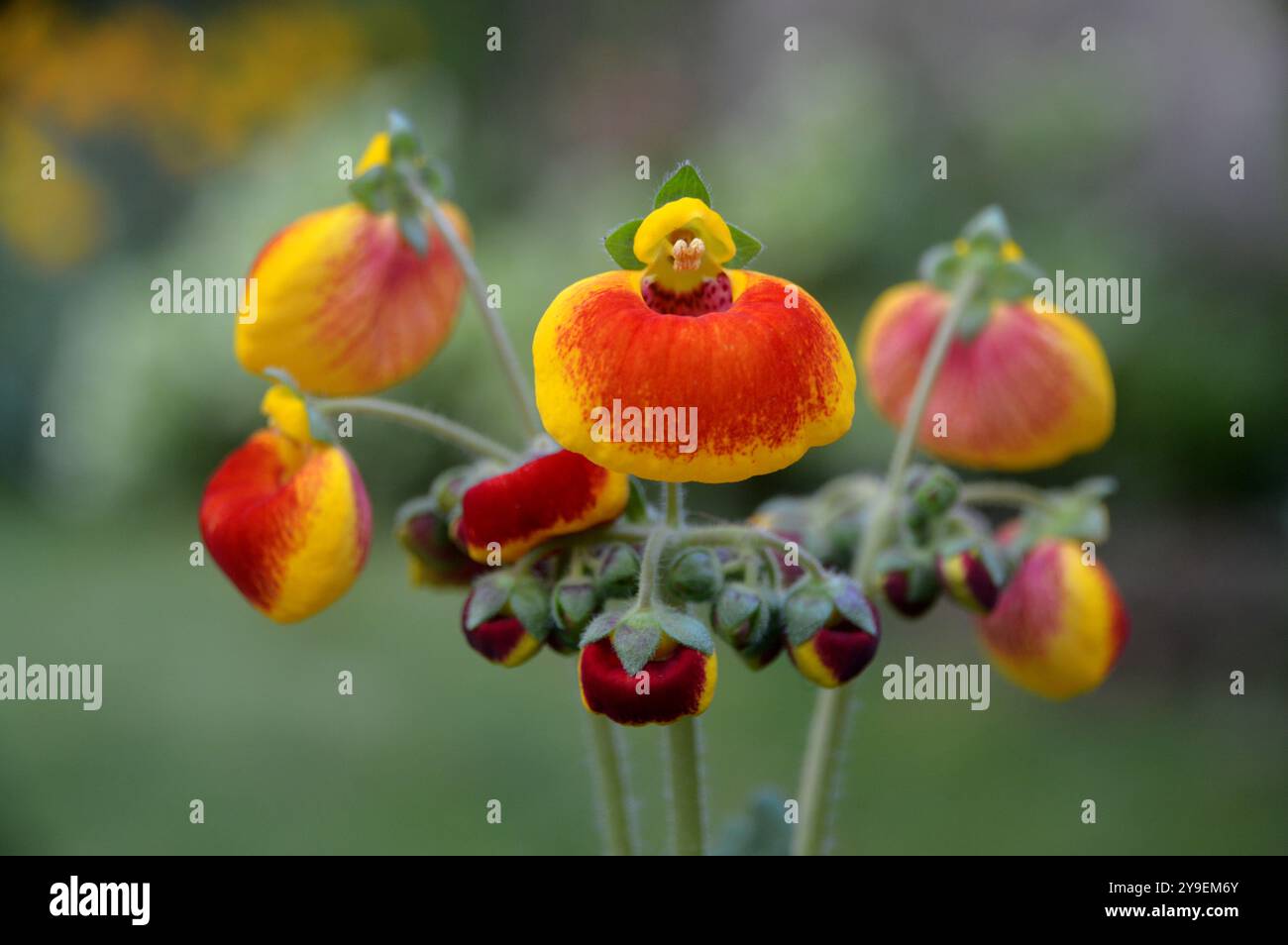 Yellow & Red Calceolaria Calynopsis 'Slipper Flowers' Display in an ...