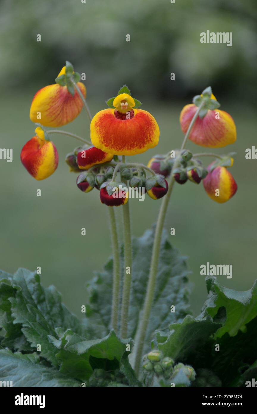 Yellow & Red Calceolaria Calynopsis 'Slipper Flowers' Display in an ...