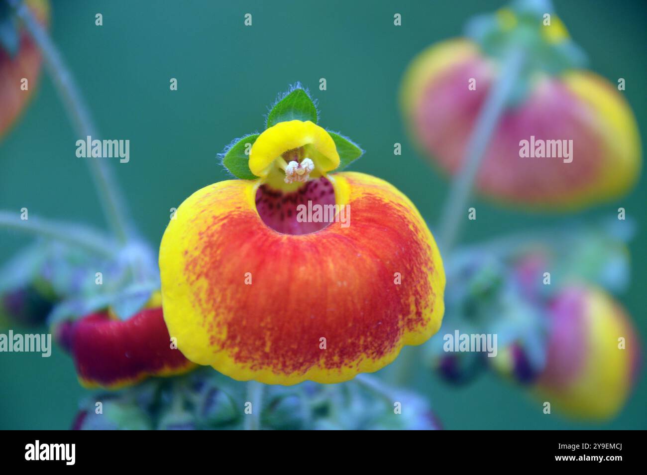 Single Yellow & Red Calceolaria Calynopsis 'Slipper Flower' on Display ...