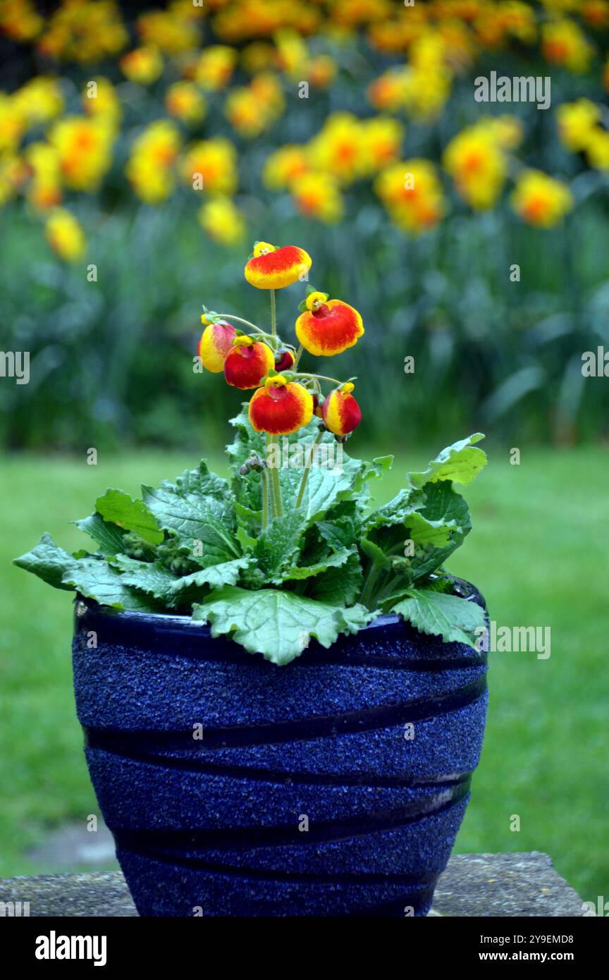 Yellow & Red Calceolaria Calynopsis 'Slipper Flower' on Display in a ...