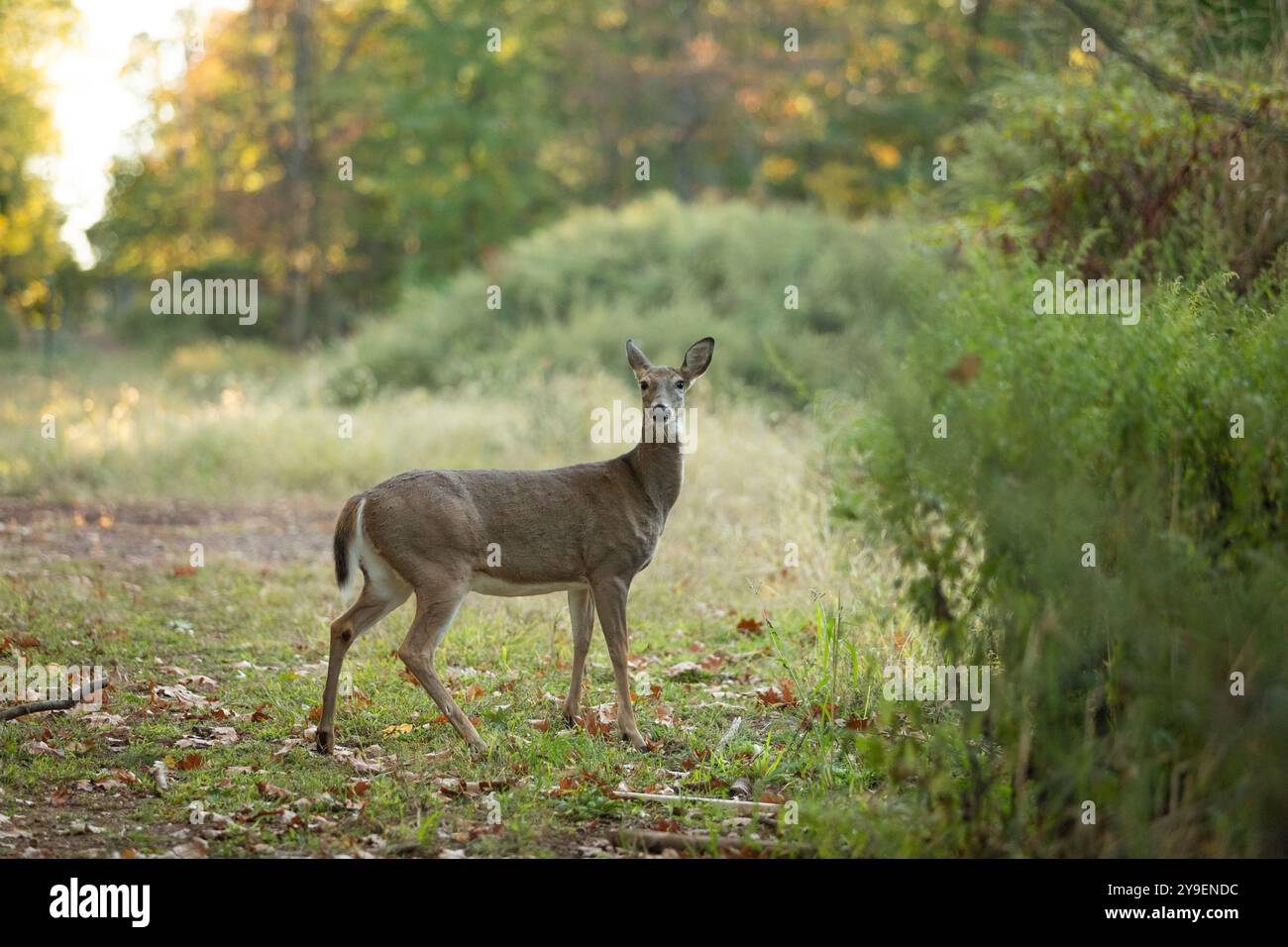 A white-tailed deer doe stands in a clearing in the woods in New Jersey ...