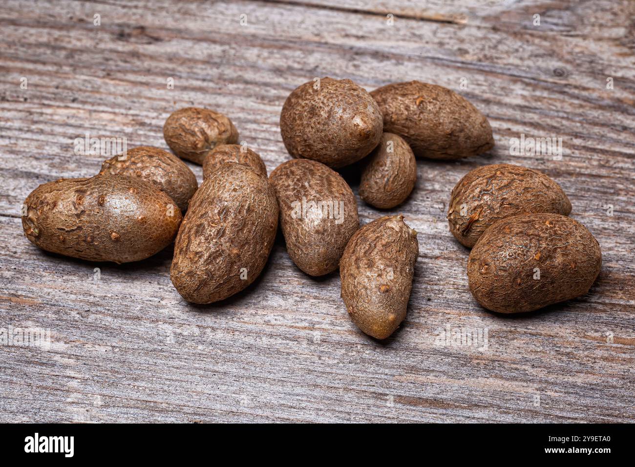 Aerial bulbils (starter) of Chinese yam (Dioscorea polystachya ...