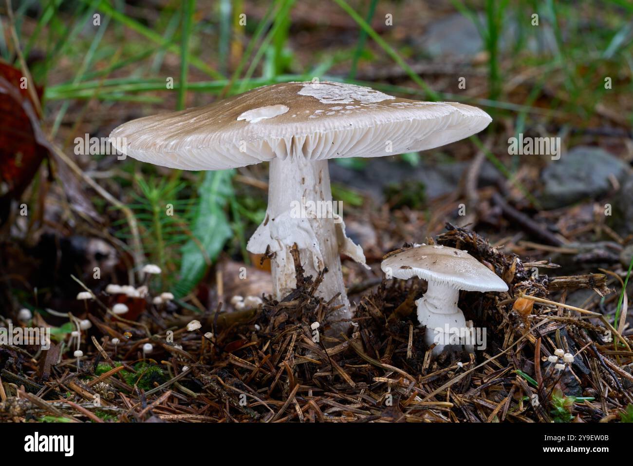 Amanita excelsa mushroom in the needles. Known as European False ...