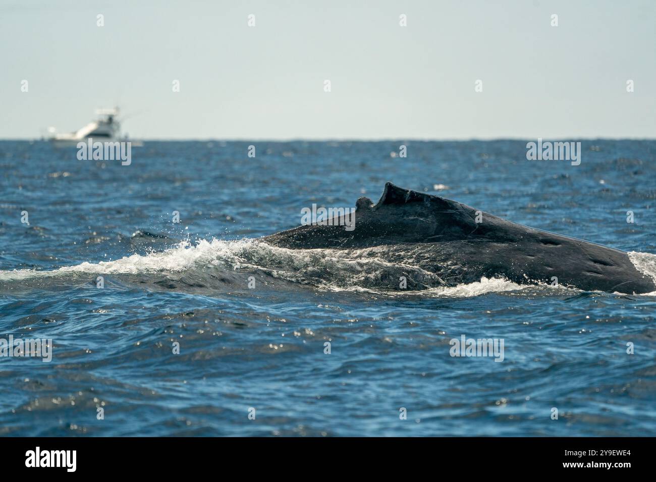 An humpback whale damaged dorsal fin, propeller impact with boat ...