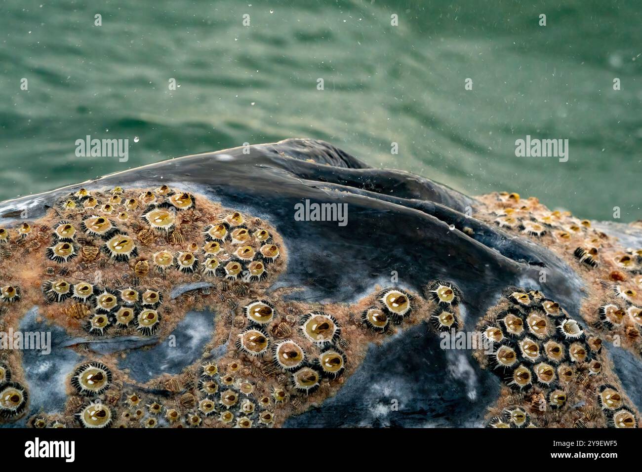 A Grey whale parasites detail crustaceans, Barnacle. cyrripedes Stock ...