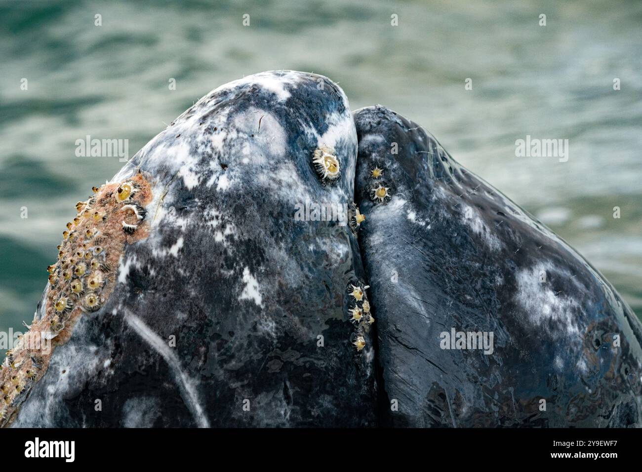 A Grey whale parasites detail crustaceans, Barnacle. cyrripedes Stock ...