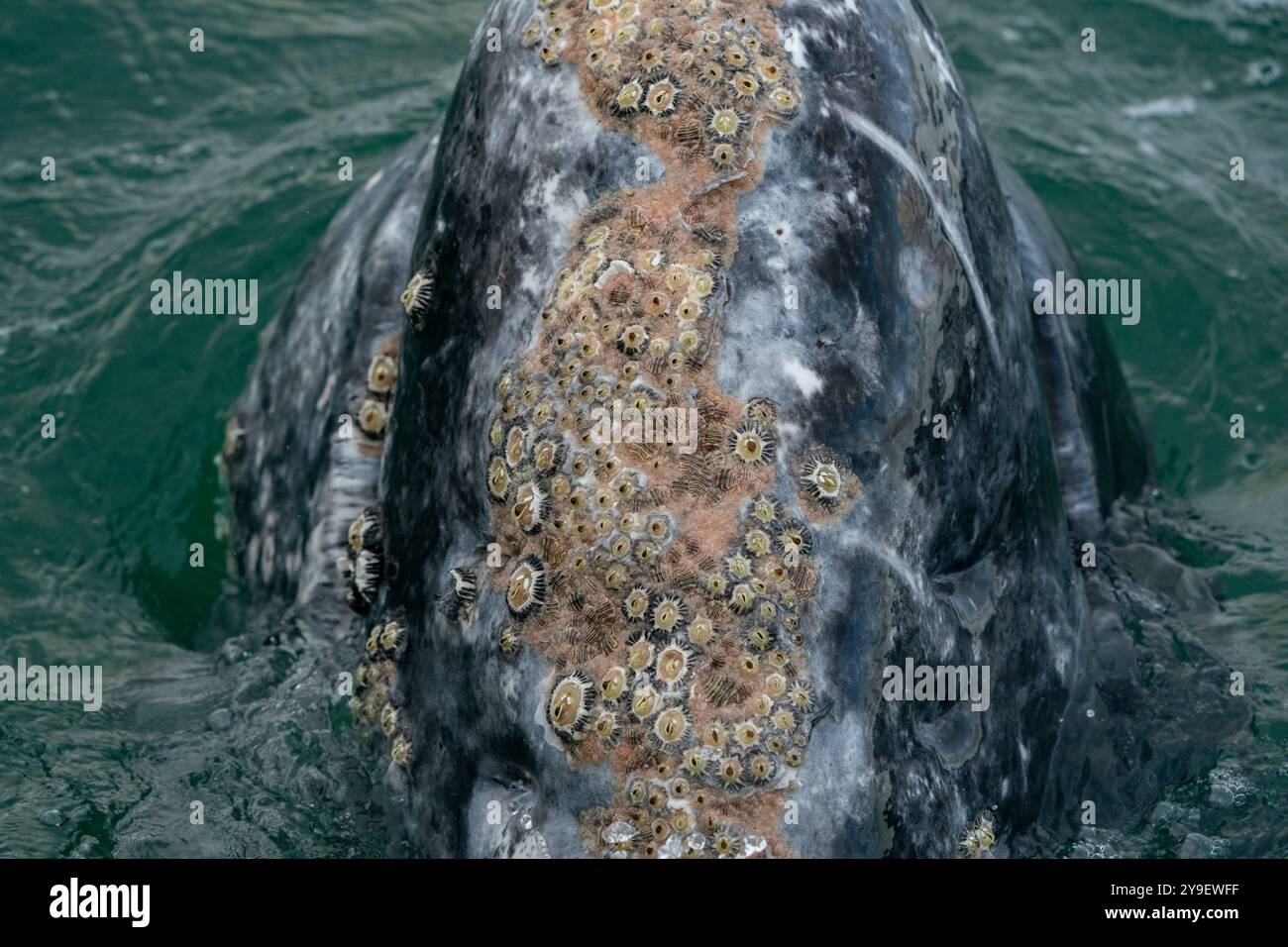 A Grey whale parasites detail crustaceans, Barnacle. cyrripedes Stock ...