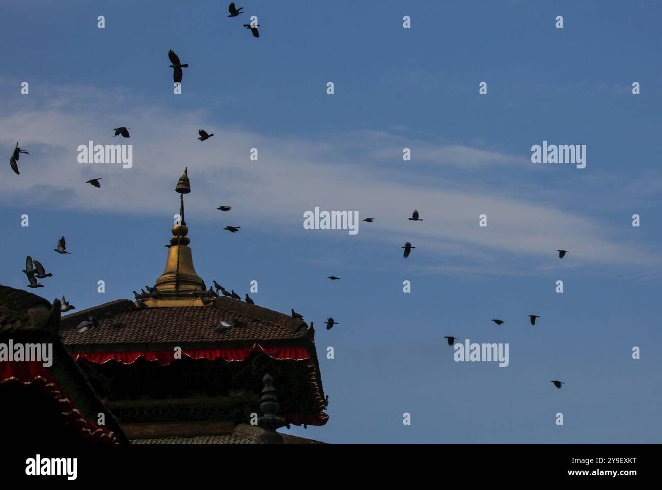 October 10, 2024: Birds fly as Nepal Army soldiers fire gunshots to ...