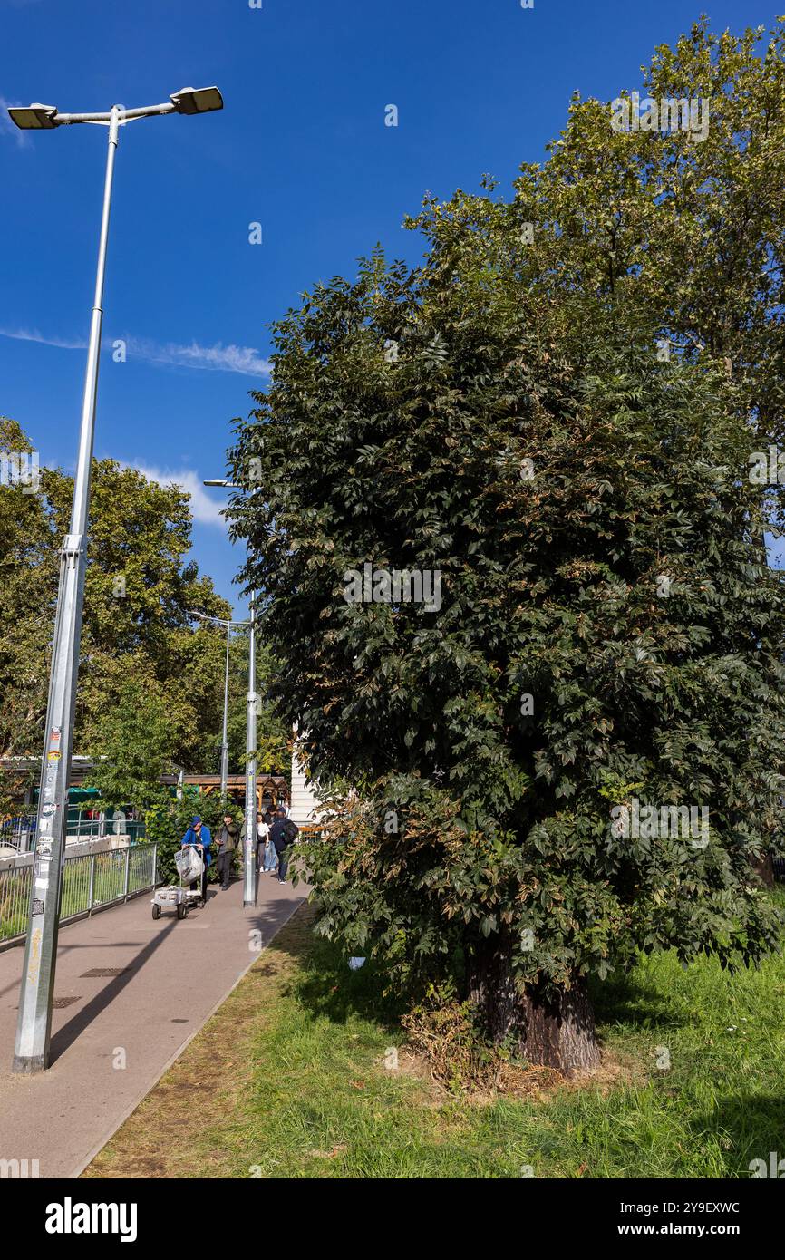 London, UK. 18th September, 2024. The stump of a tree felled outside ...