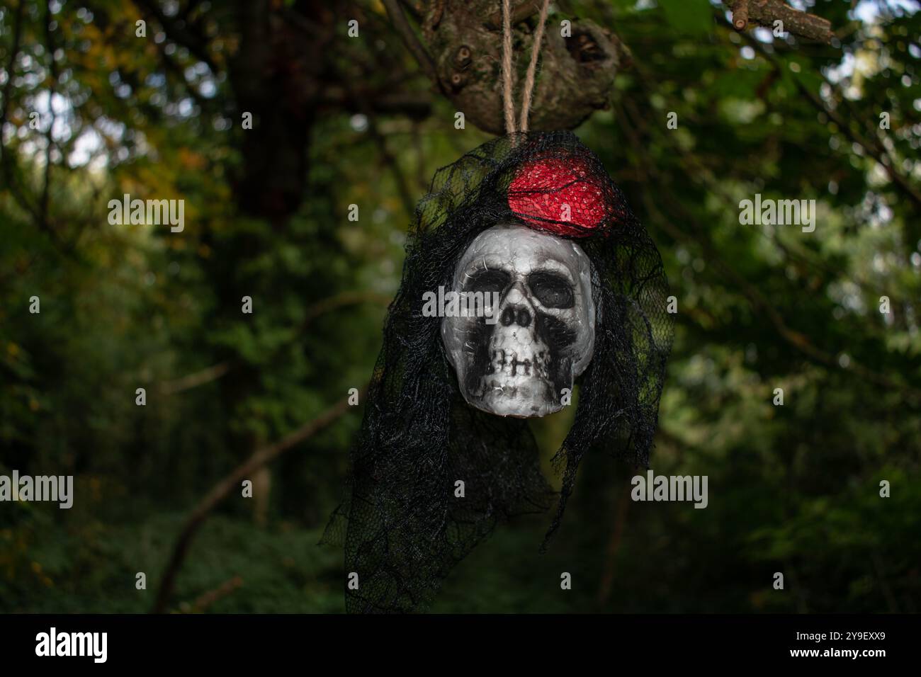 Human skull on branch hi-res stock photography and images - Alamy