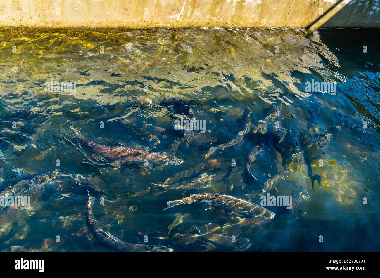 Hatchery salmon washington hi-res stock photography and images - Alamy