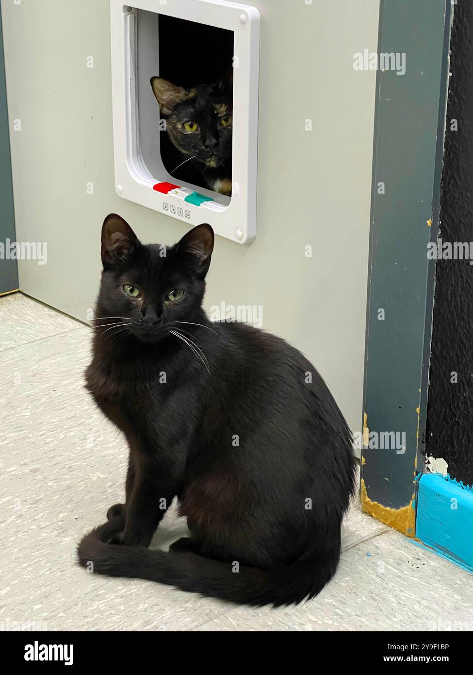 Two black cats Stock Photo - Alamy