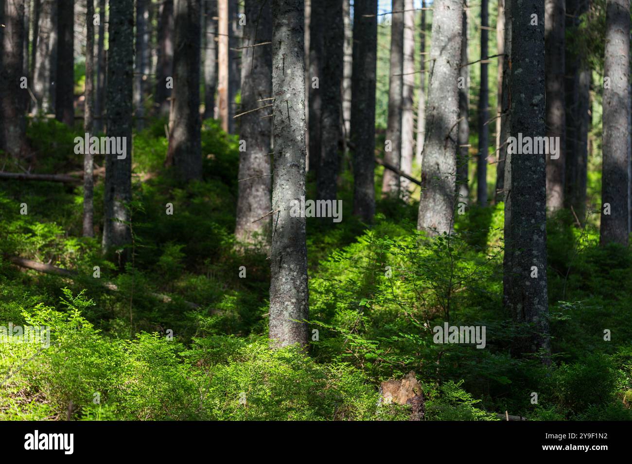 European spruce forest in the Carpathian highlands. High mountain ...