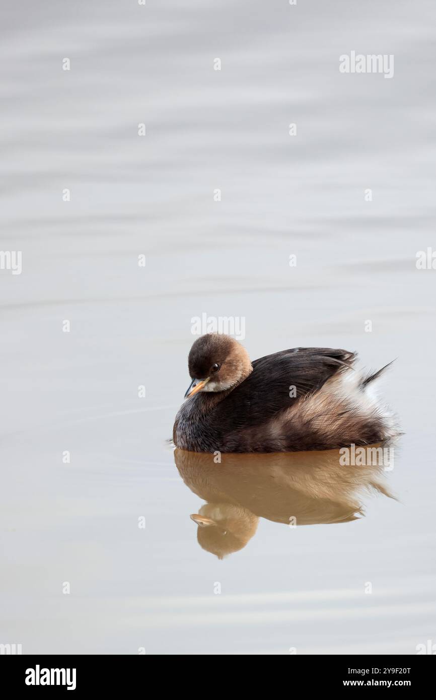 Dark brown grey upper parts hi-res stock photography and images - Alamy