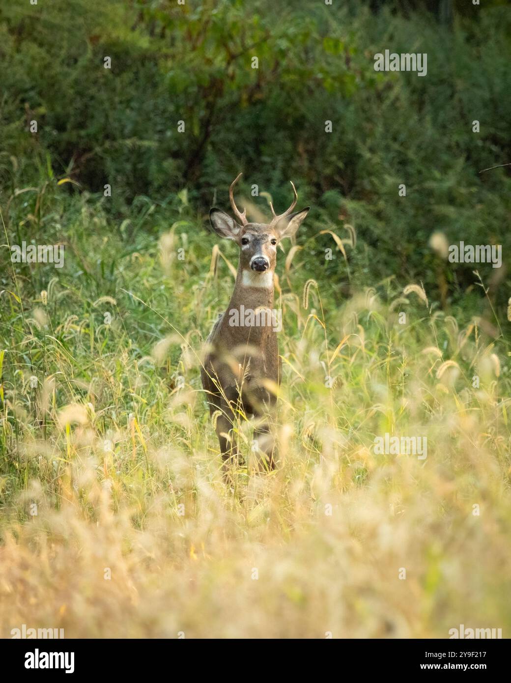 A large white-tailed deer buck stands in tall grasses in a forest in ...